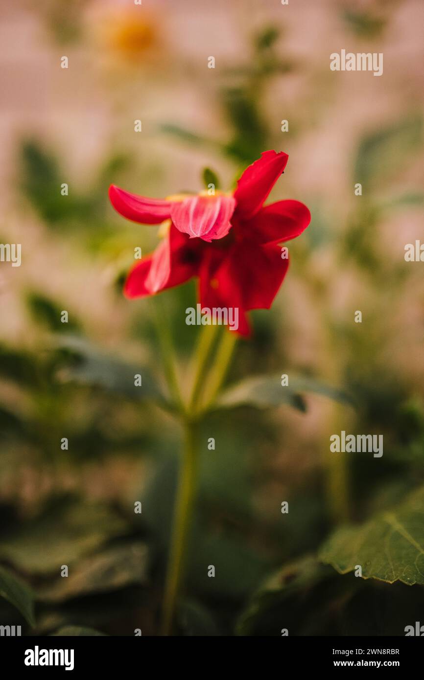 Garden red flower hi-res stock photography and images - Alamy