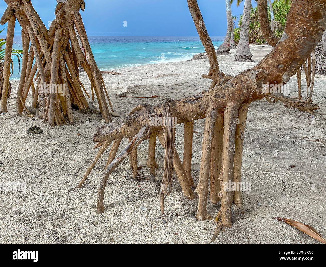 Stilt root hi-res stock photography and images - Alamy