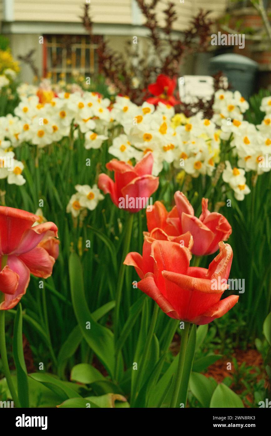 Bold centerpiece hi-res stock photography and images - Alamy