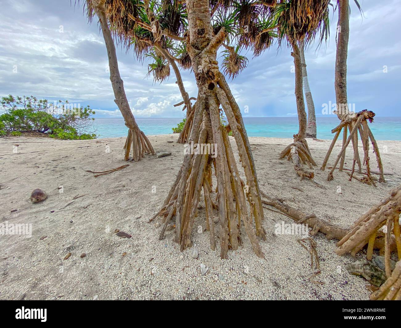Stilt root trees hi-res stock photography and images - Alamy