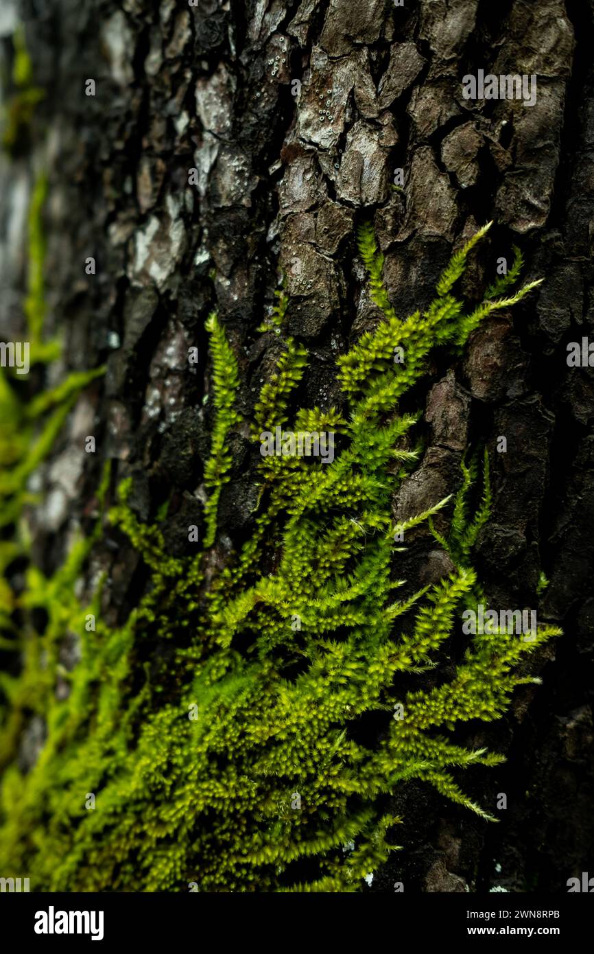 Moss growing in shade hi-res stock photography and images - Alamy