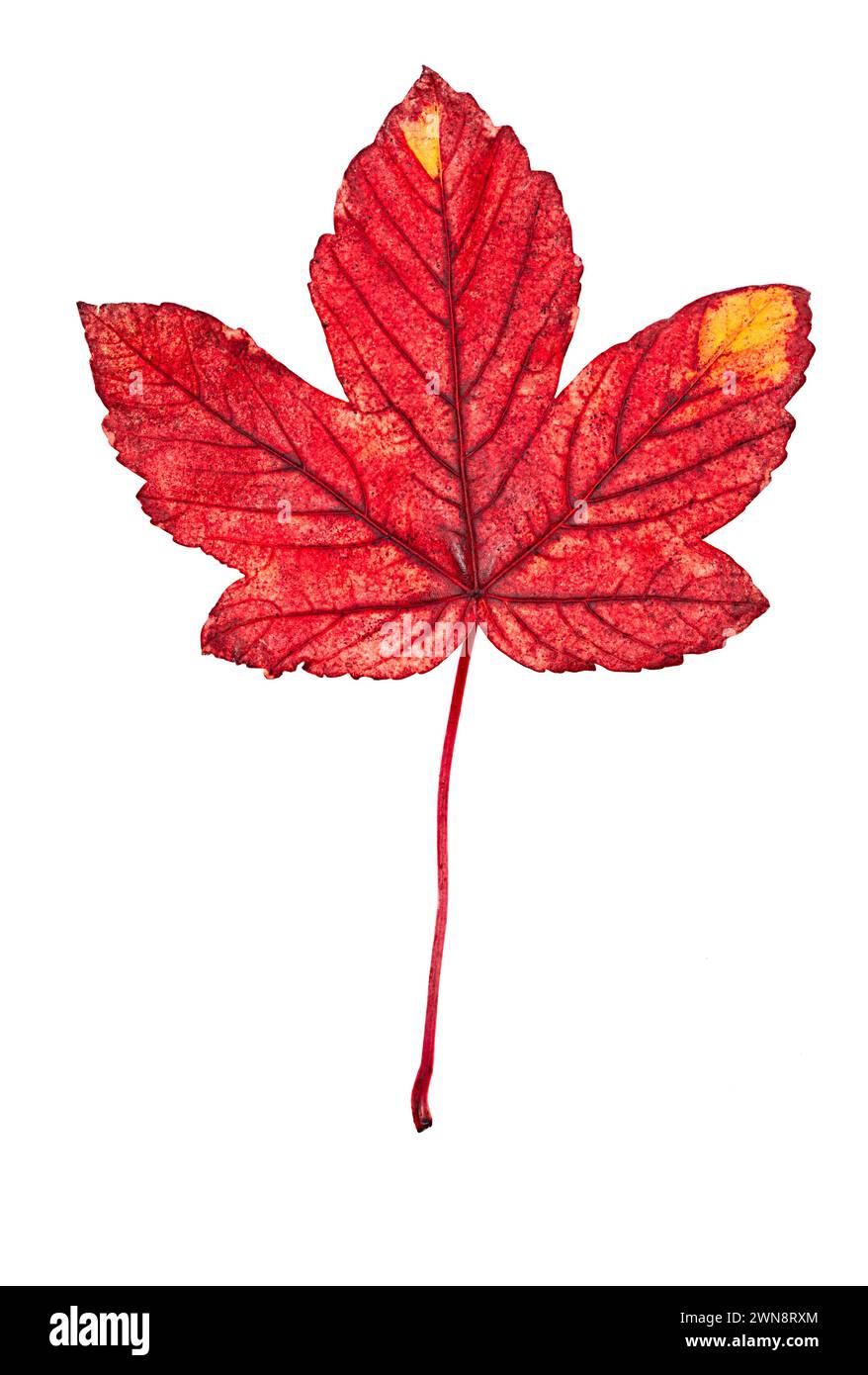 Red maple leaf isolated on white background Stock Photo - Alamy