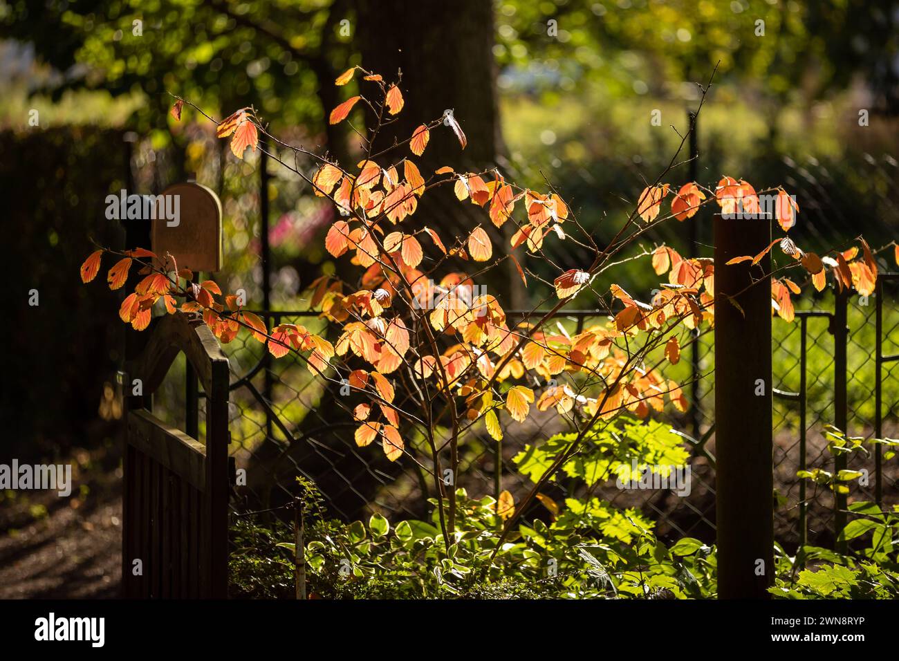 Garten im herbst hi-res stock photography and images - Alamy