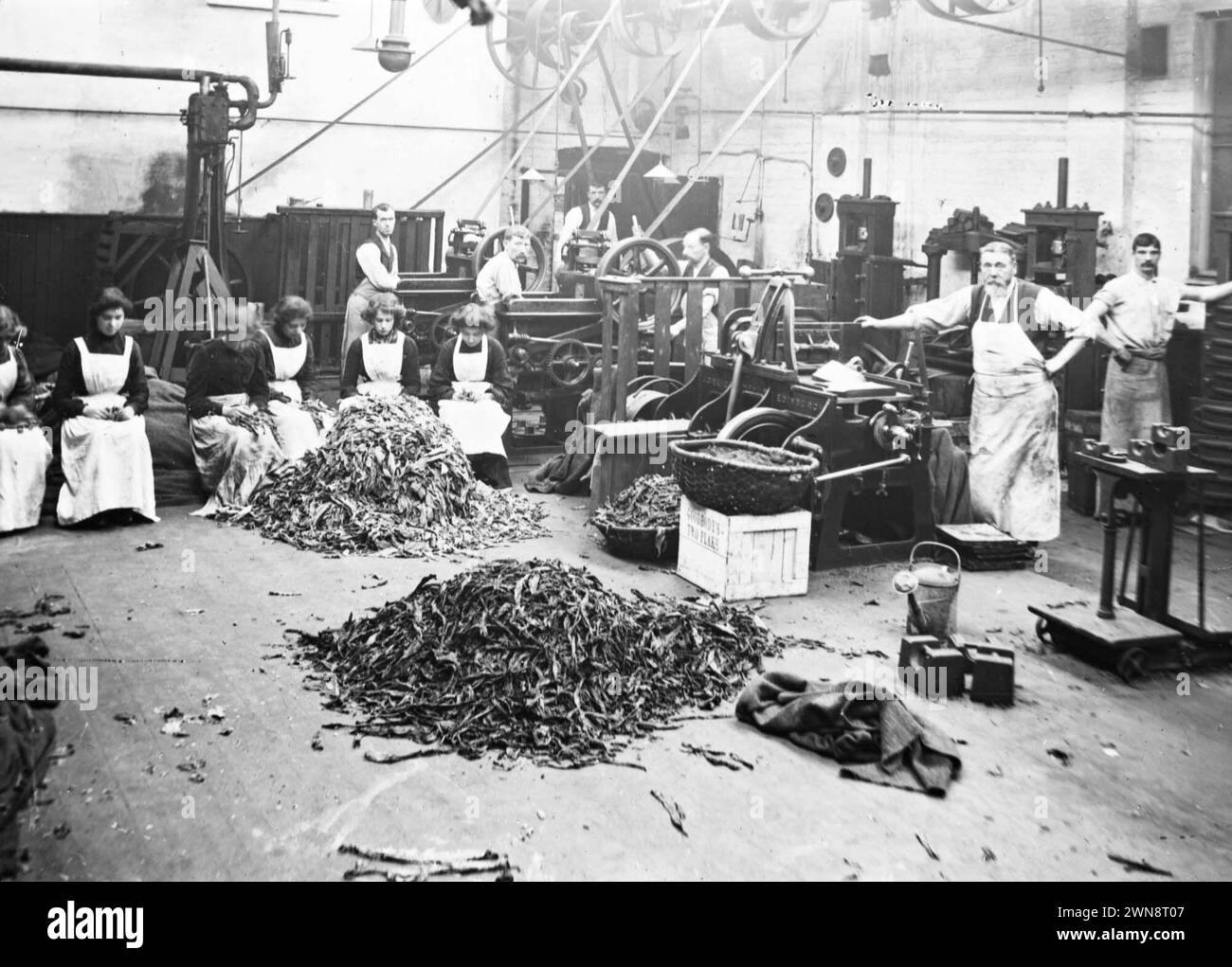 Vintage Photography of a Tobacco factory, circa 1910s Stock Photo - Alamy