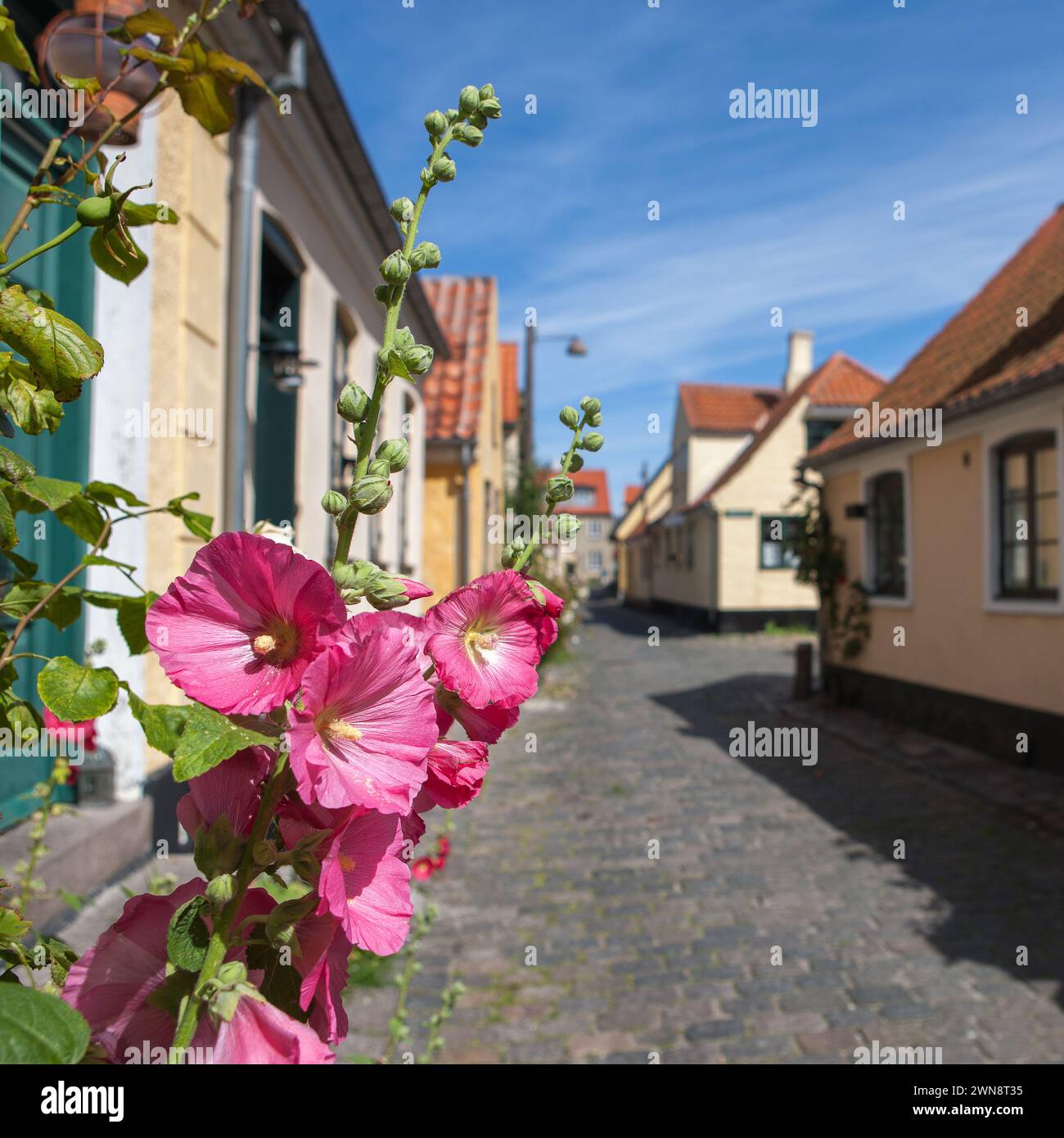 Pink Hollyhock Flowers in Old Town of Dragor, Denmark Stock Photo - Alamy
