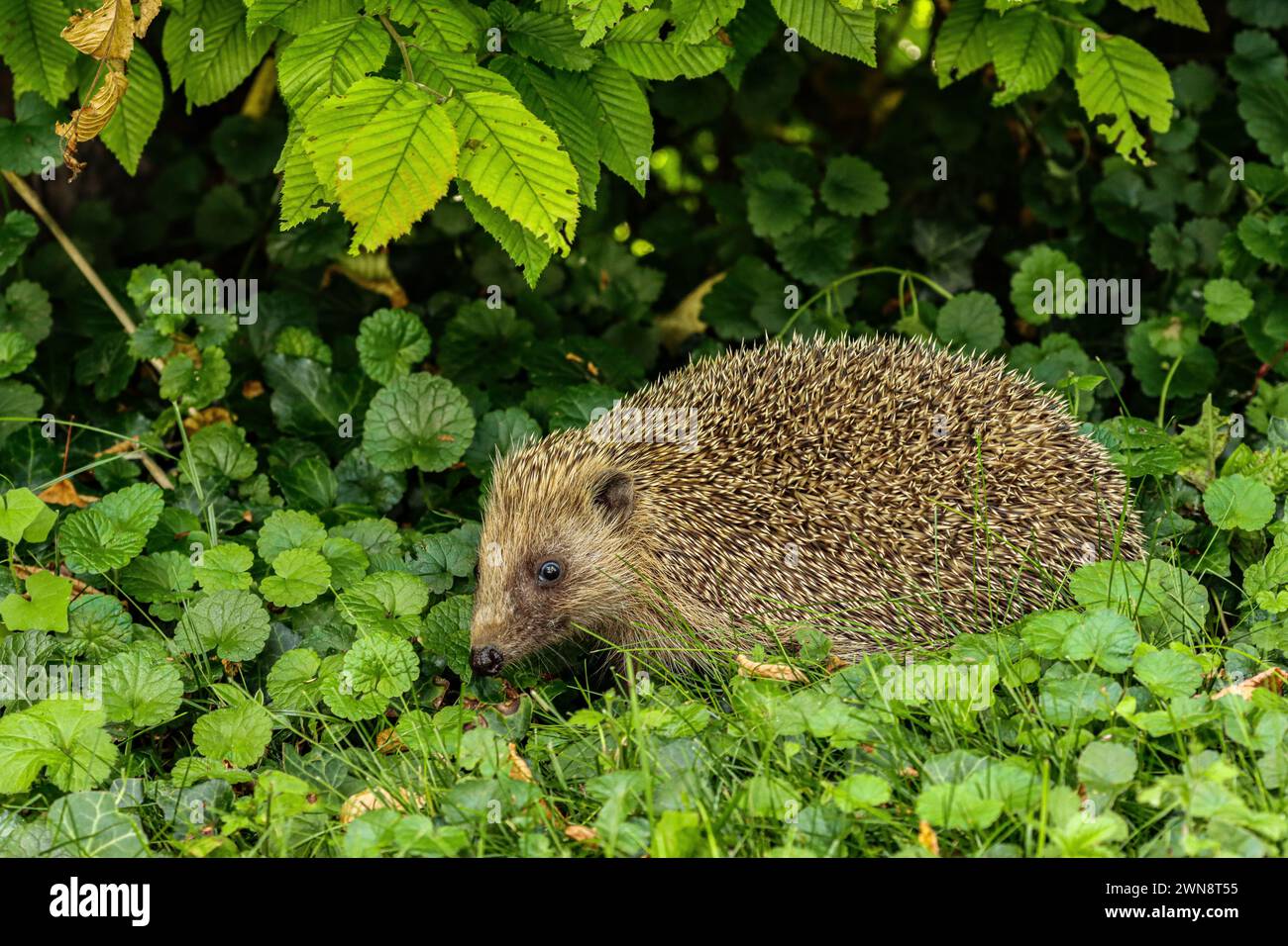 Gemeiner igel hi-res stock photography and images - Alamy