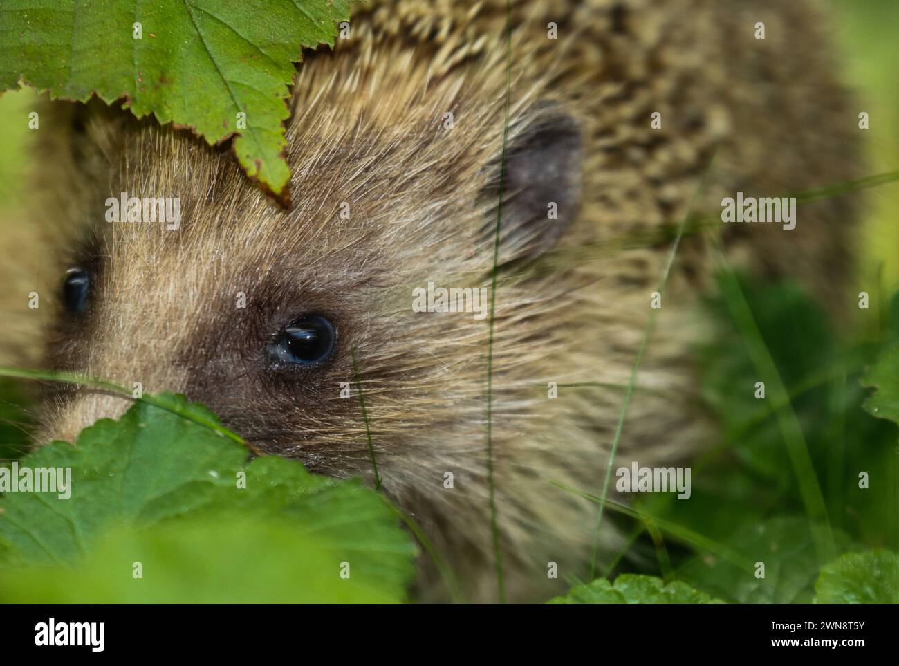 Hidden portrait hi-res stock photography and images - Alamy