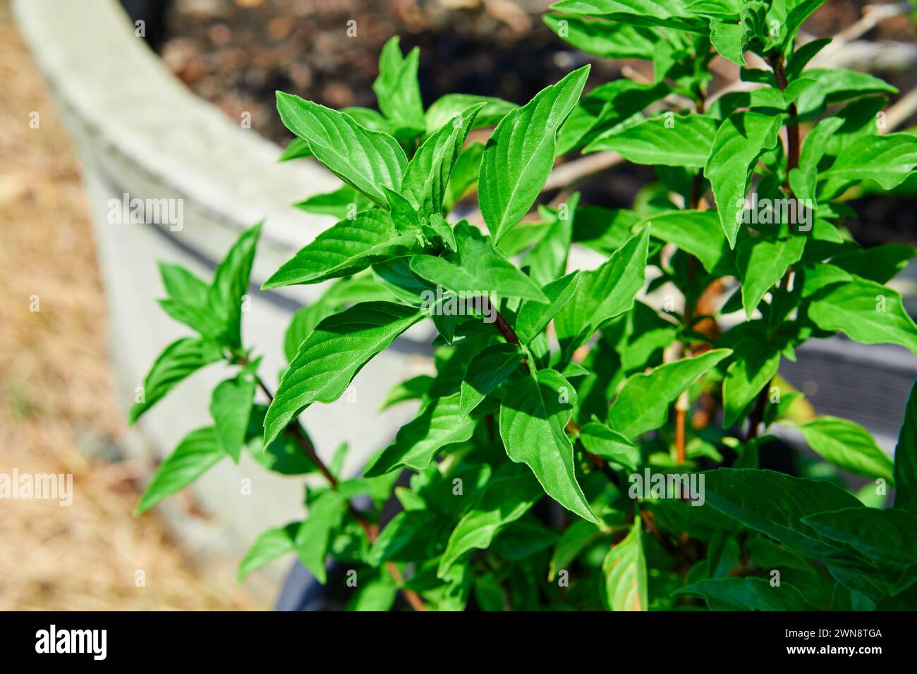 Homegrown sweet basil hi-res stock photography and images - Alamy