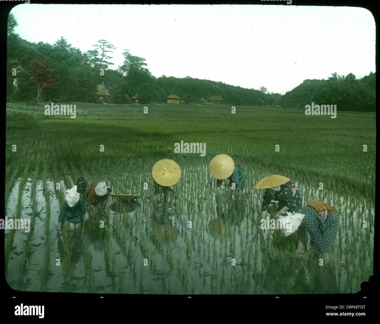 Women at work in rice field. From Hebert Geddes "Life in Japan ...