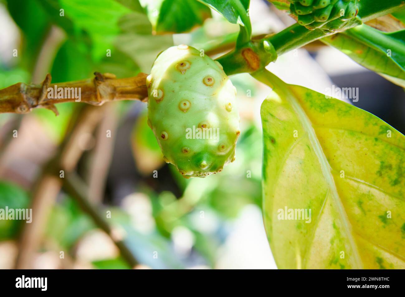 Close up great scented hi-res stock photography and images - Alamy