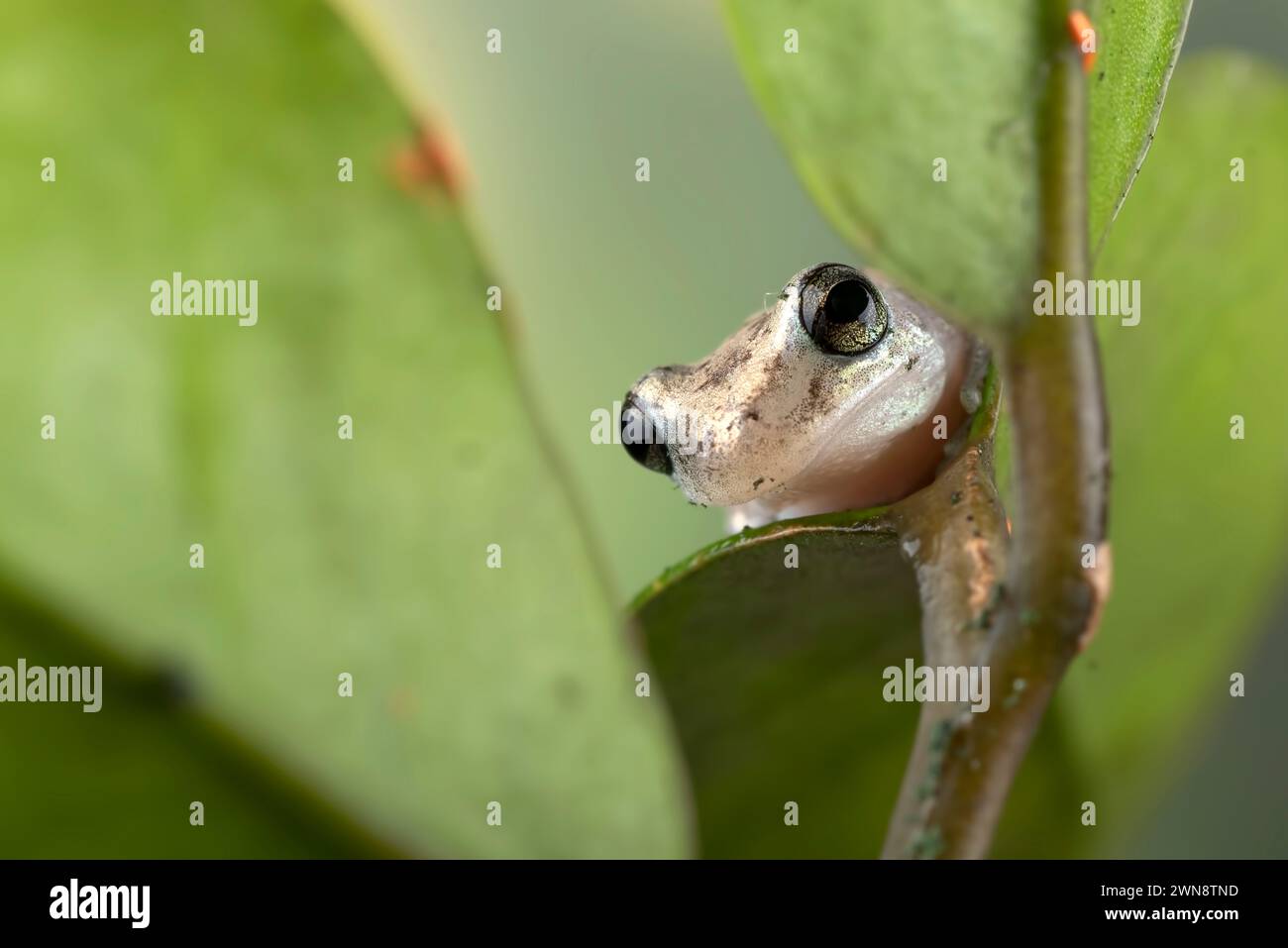 Rainforest reed frog percherd around a tick bush Stock Photo - Alamy