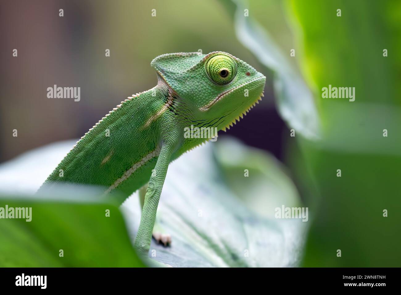 Baby veiled chameleon on a leaf Stock Photo - Alamy