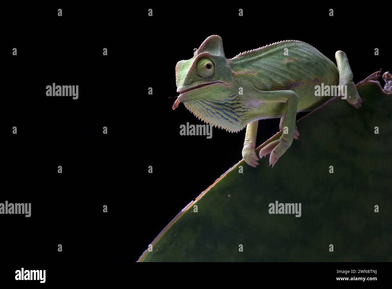 Baby veiled chameleon on a leaf Stock Photo - Alamy