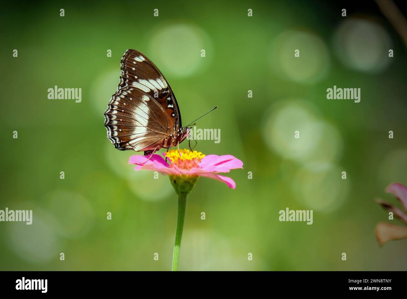 Exotic wing color pattern of lime butterfly Stock Photo - Alamy