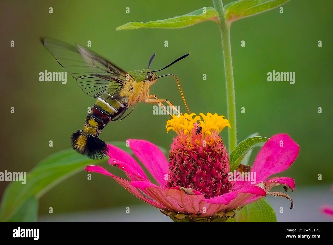 Humming insects hi-res stock photography and images - Alamy