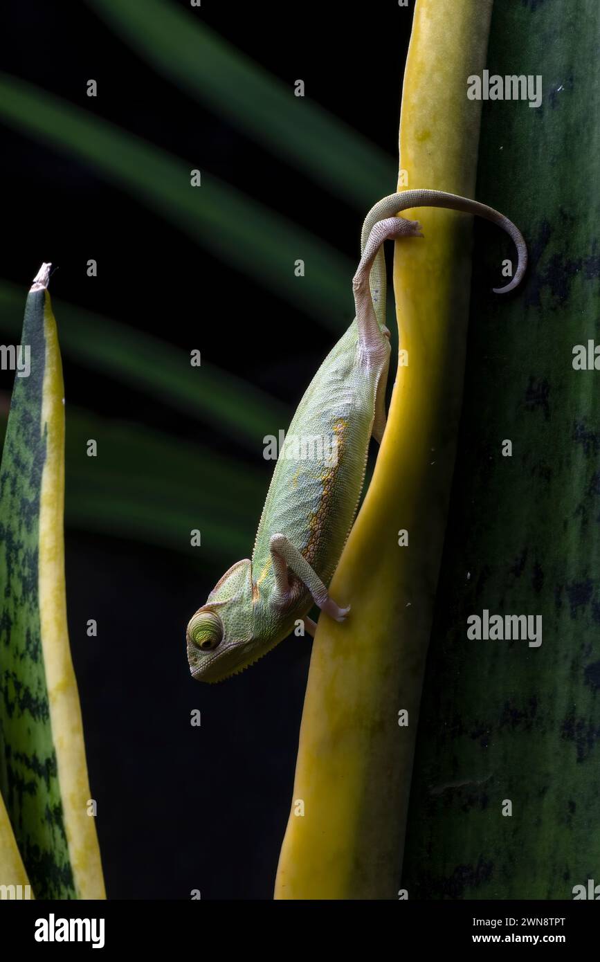 Baby veiled chameleon on a leaf Stock Photo - Alamy