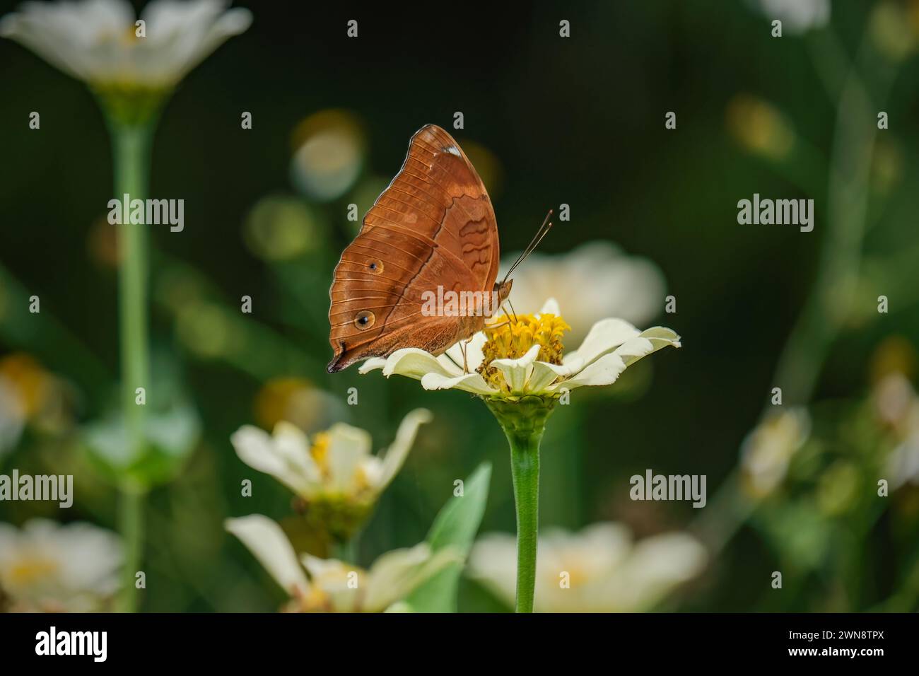 Exotic wing color pattern of lime butterfly Stock Photo - Alamy