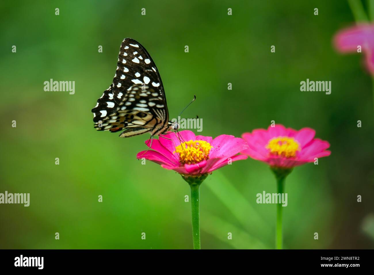 Wing color hi-res stock photography and images - Alamy