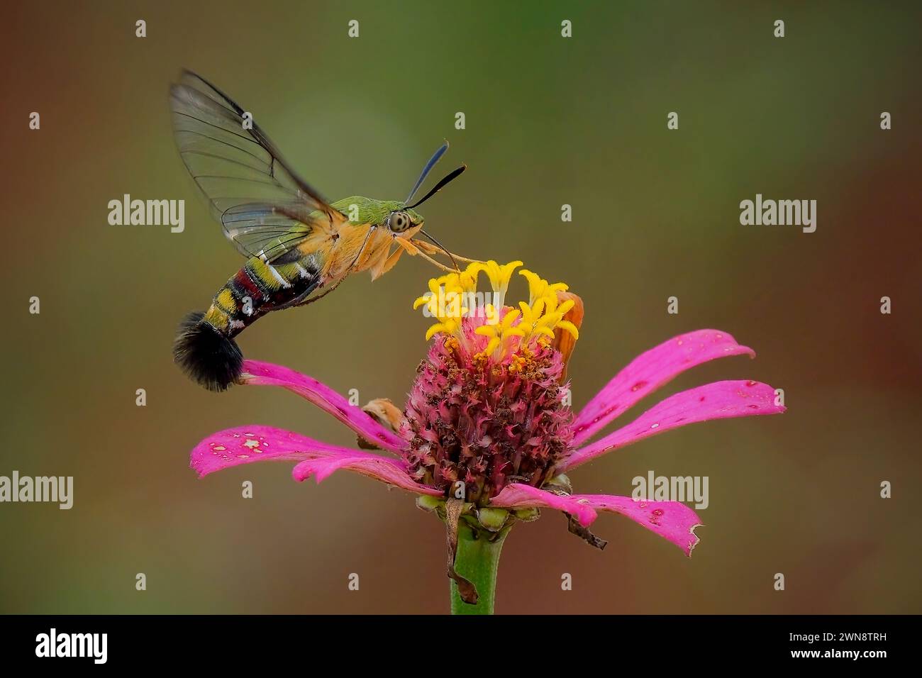 Humming insects hi-res stock photography and images - Alamy