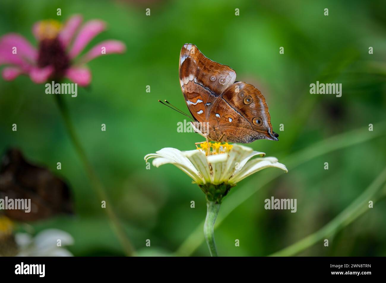 Exotic wing color pattern of lime butterfly Stock Photo - Alamy