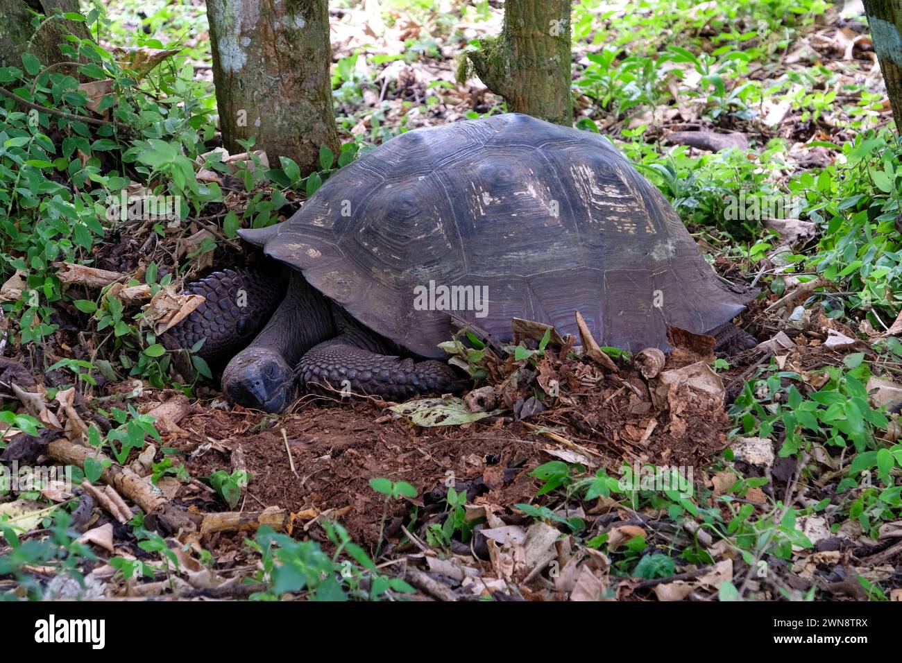 Giant tortoise sleeping under the shade of trees on the Galapago Stock ...
