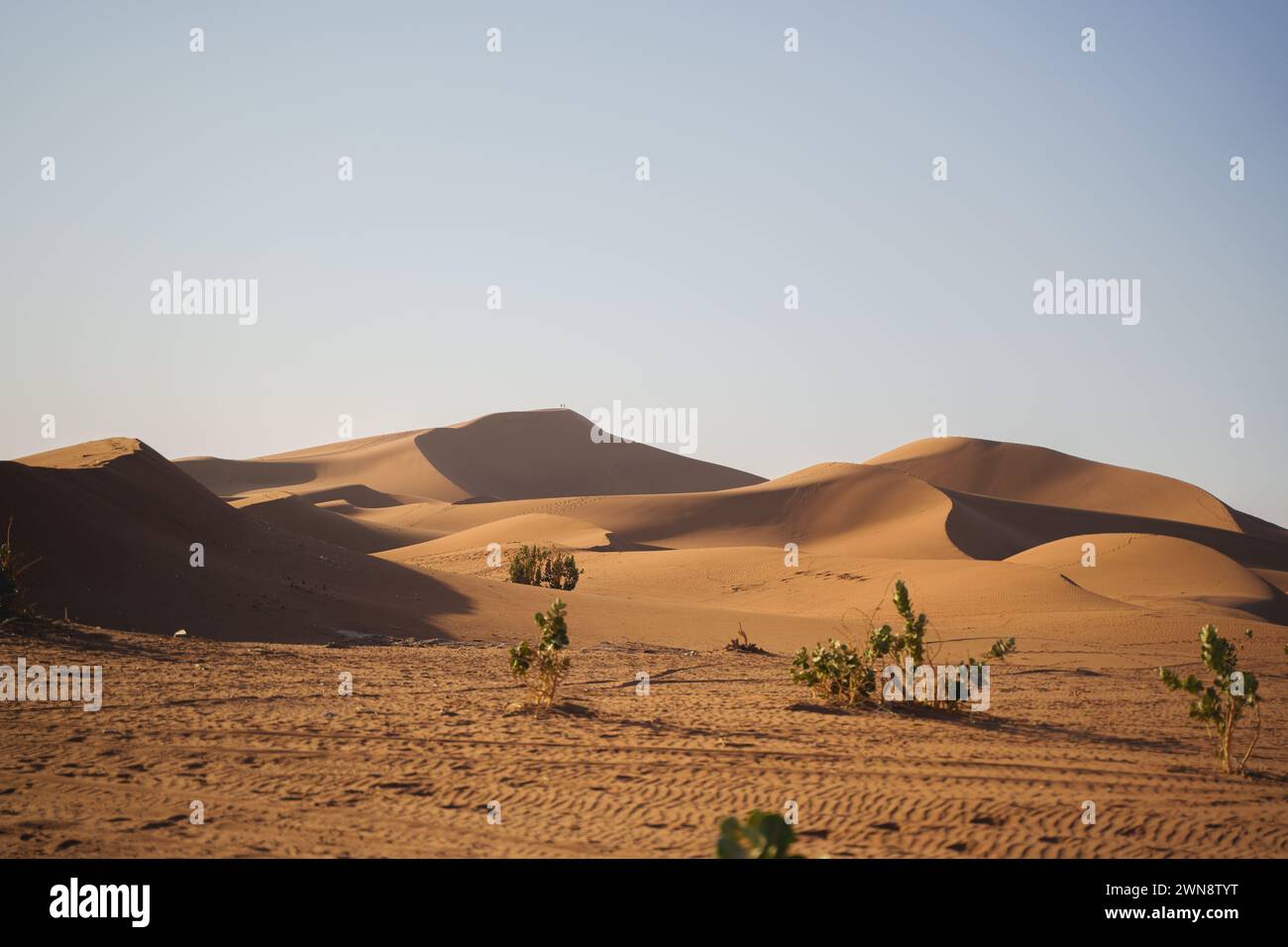 Dry foreground vegetation hi-res stock photography and images - Alamy