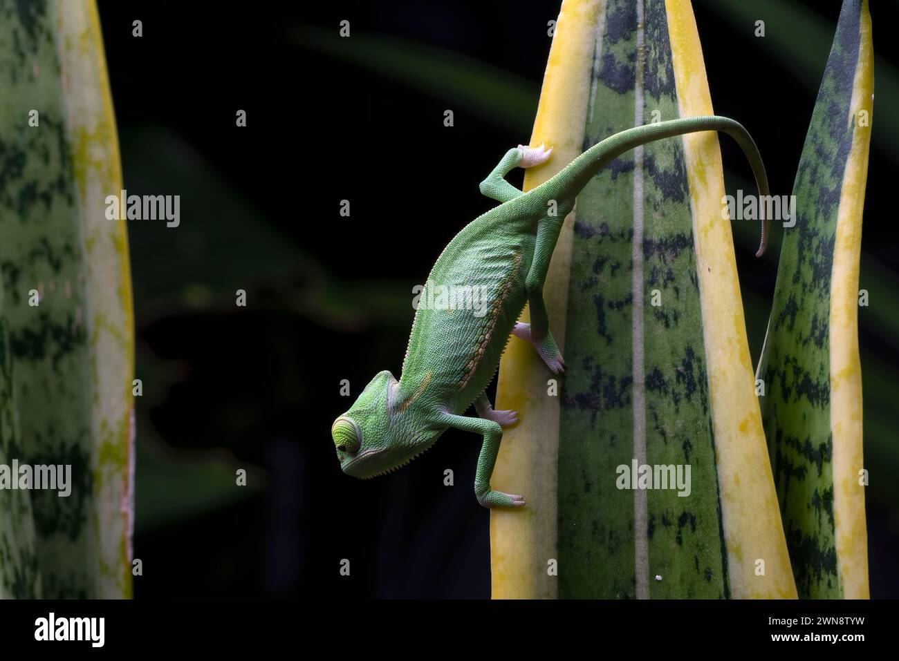 Baby veiled chameleon on a leaf Stock Photo - Alamy