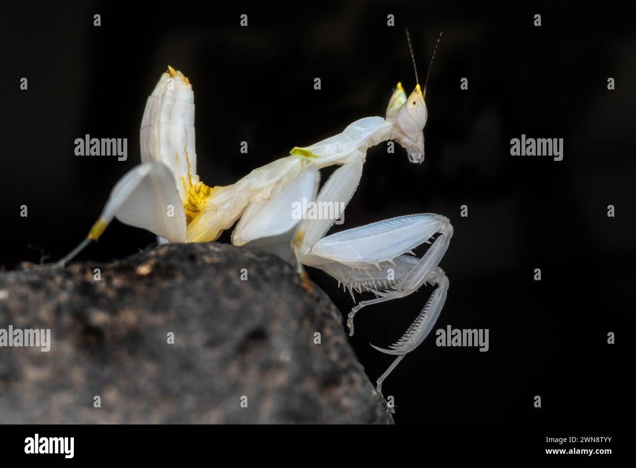 Flower mantis in dark background Stock Photo - Alamy