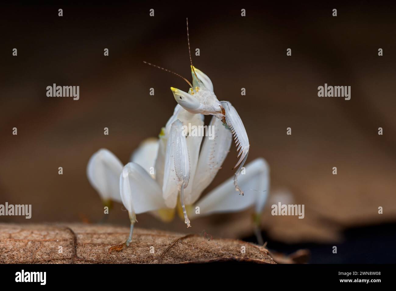 Flower mantis in dark background Stock Photo - Alamy