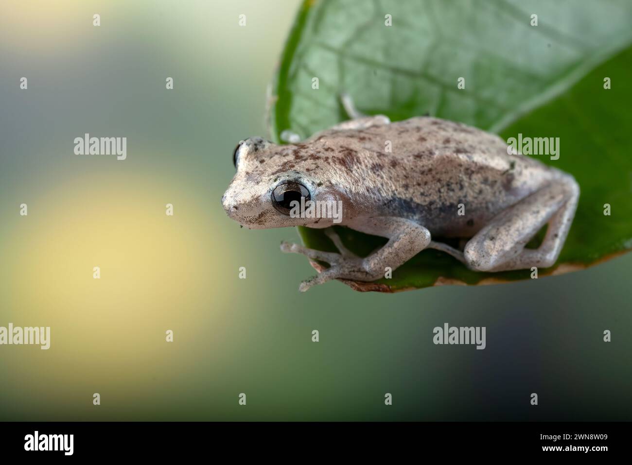 Rainforest reed frog perched on a tick bush Stock Photo - Alamy