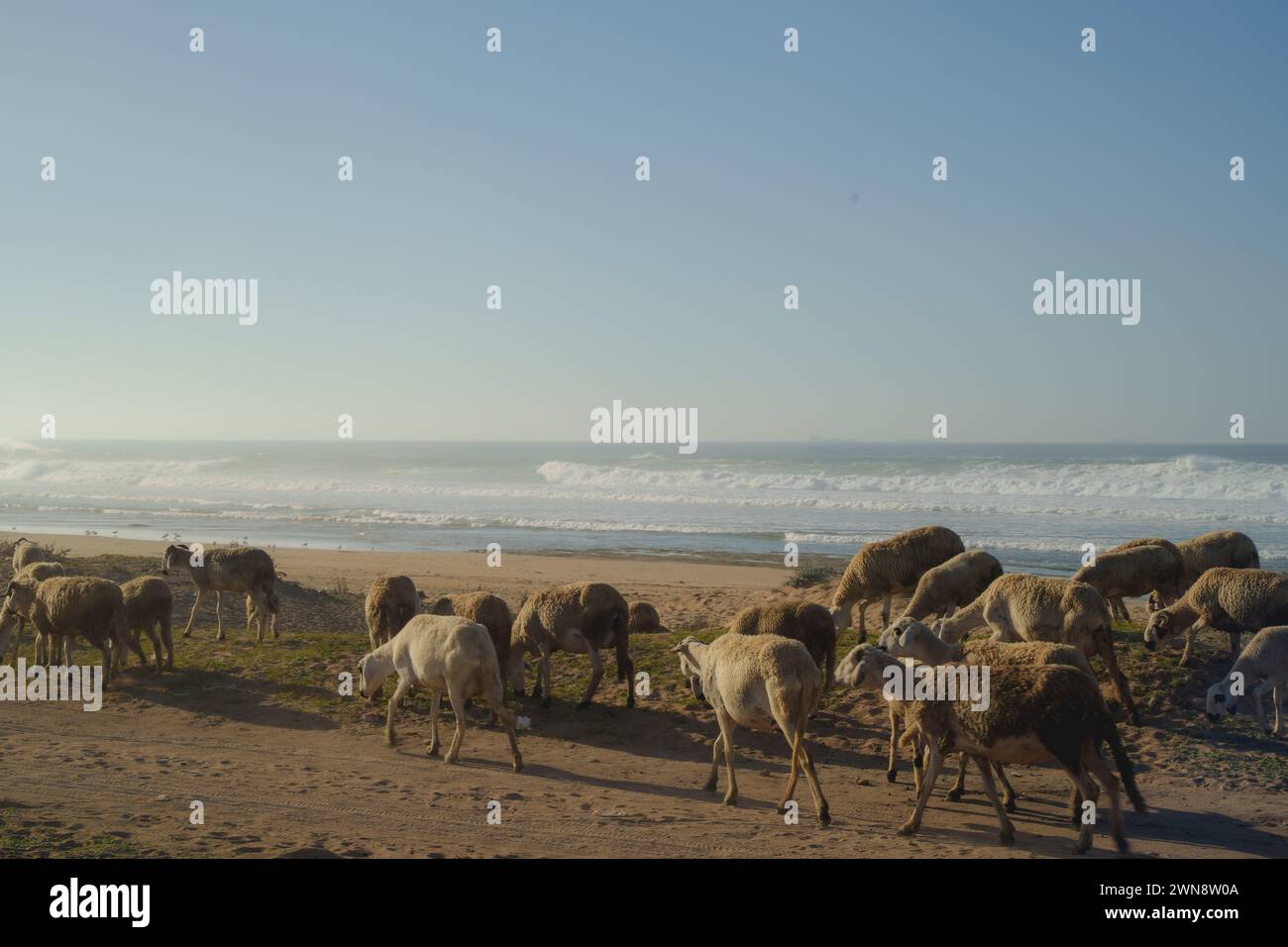 Sheep flock on the beach heavy waves in background Stock Photo - Alamy