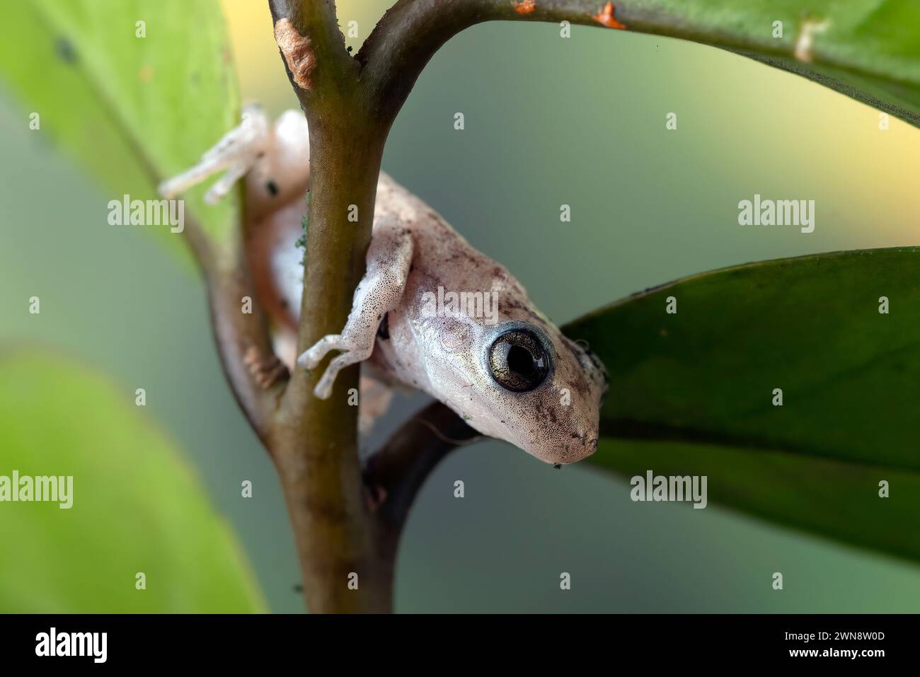 Rainforest reed frog percherd around a tick bush Stock Photo - Alamy