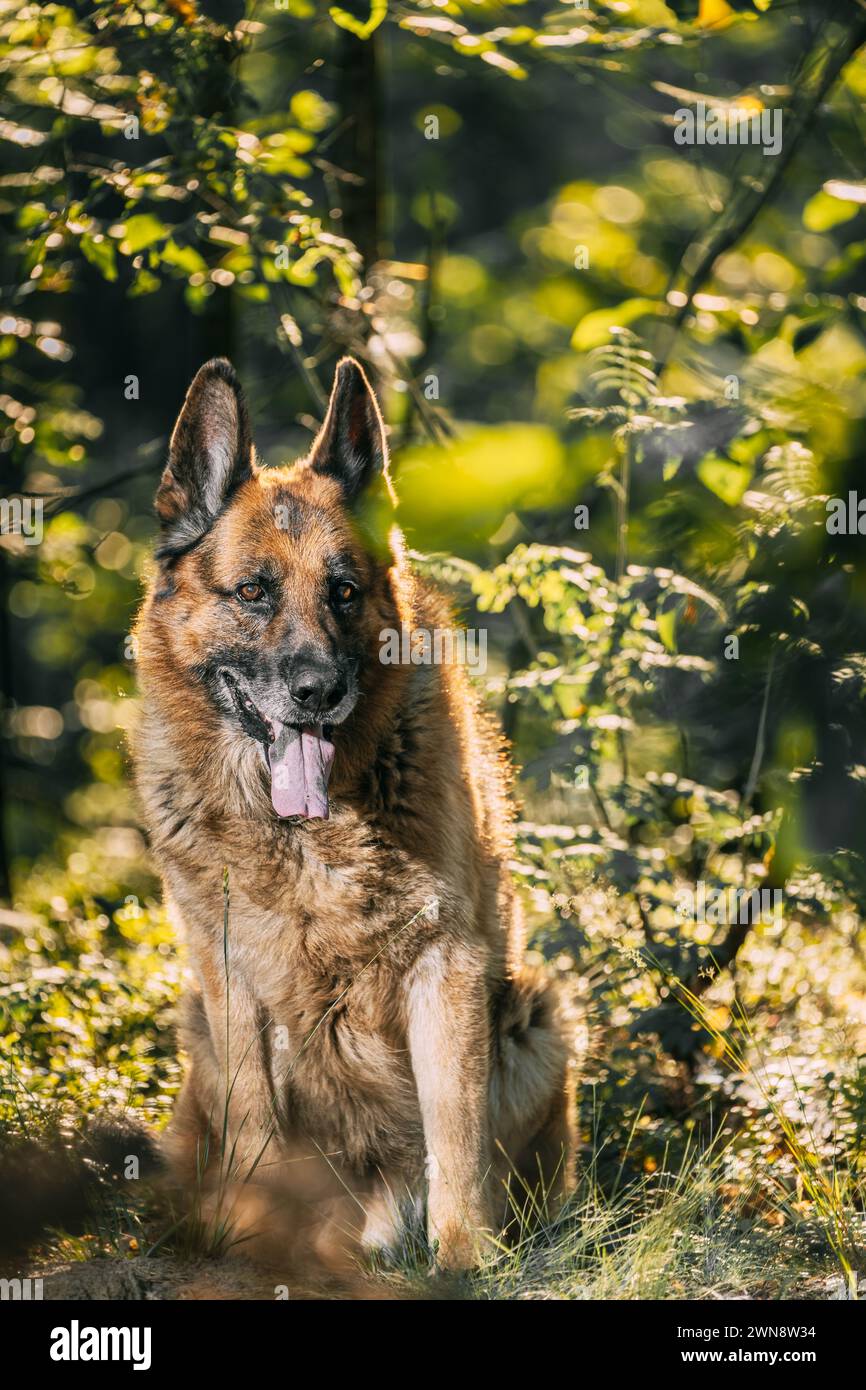 A German shepherd dog sits in the woods, a majestic carnivore with a ...