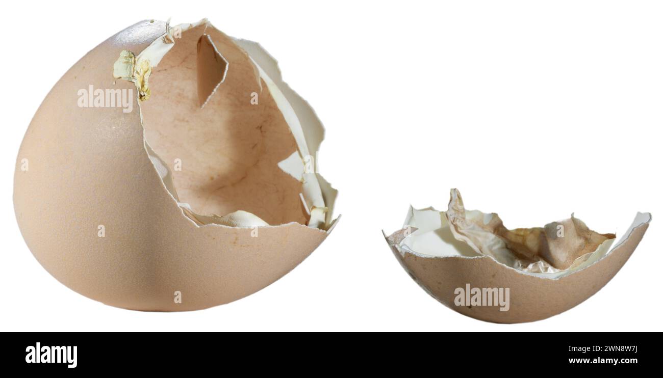 Brown colored chicken egg with membrane behind after it has been ...