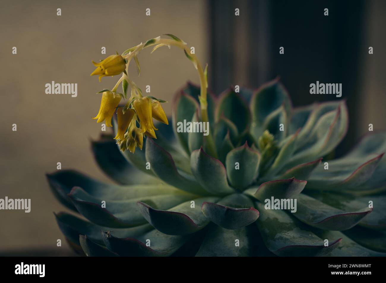 The beauty and fleshy yellow flowers and green leaves of Echeveria Pulidonis Stock Photo - Alamy