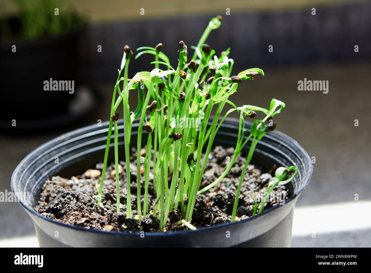 Little seedlings growing in potted plant Stock Photo - Alamy