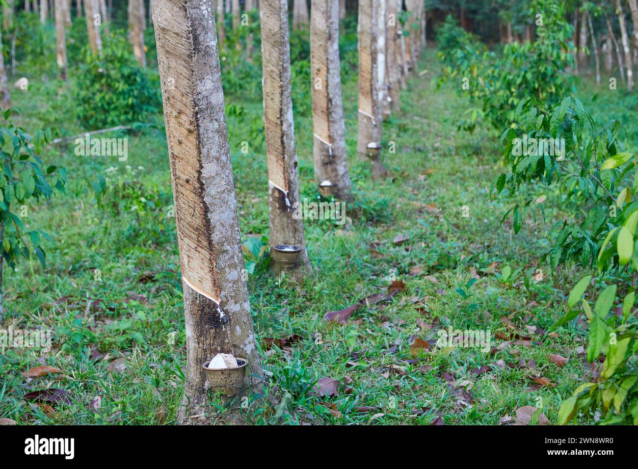 Collecting natural latex from rubber tree in plantation Stock Photo - Alamy