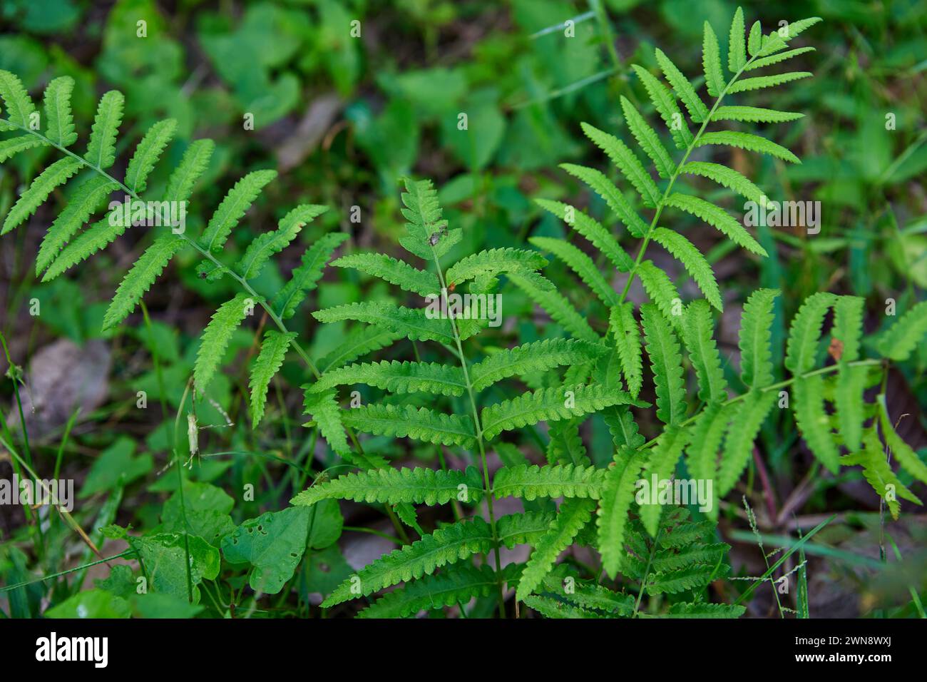 Closeup texture fern leaves hi-res stock photography and images - Alamy