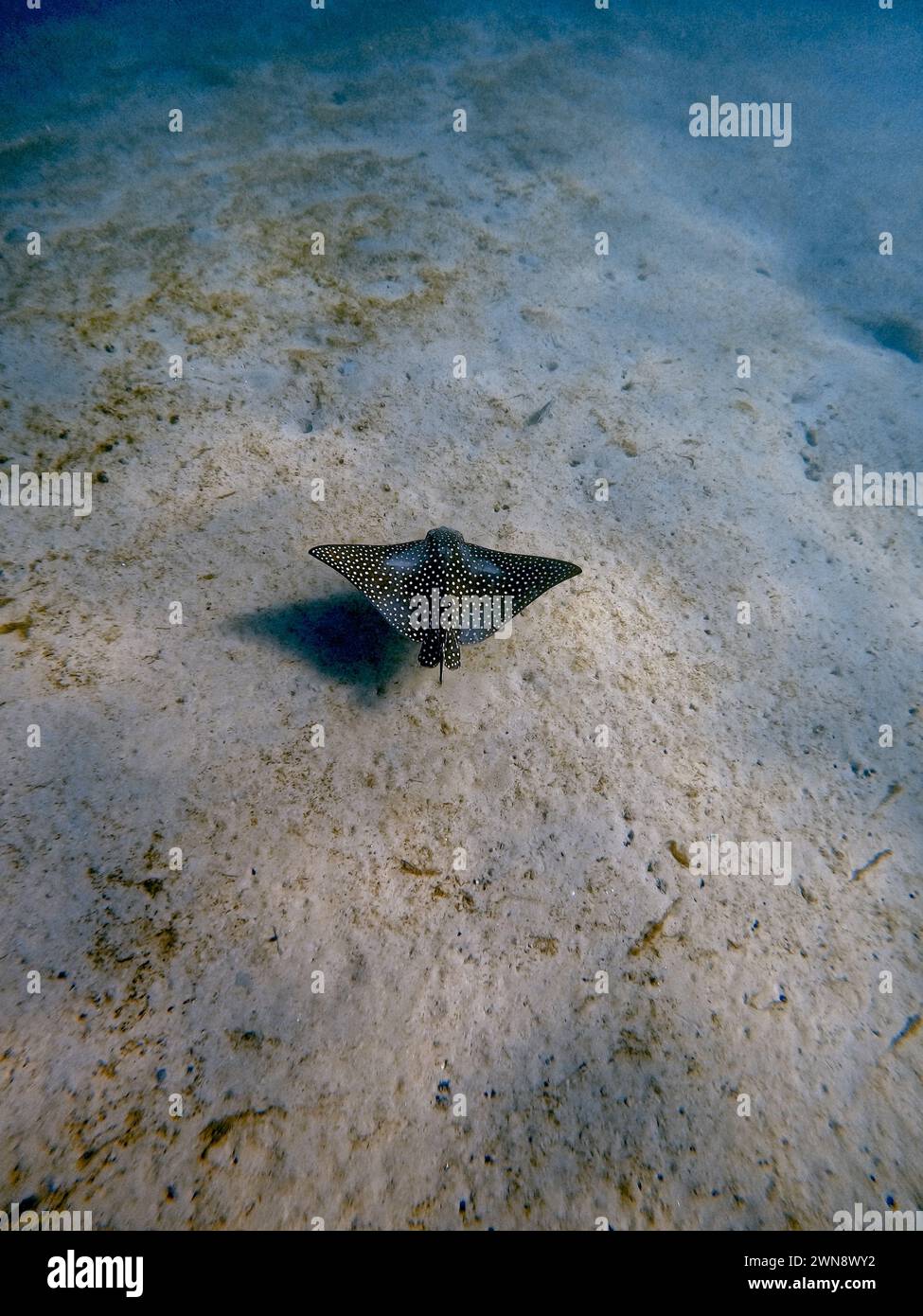 A spotted eagle ray swimming over sand in the south Florida ocean Stock ...