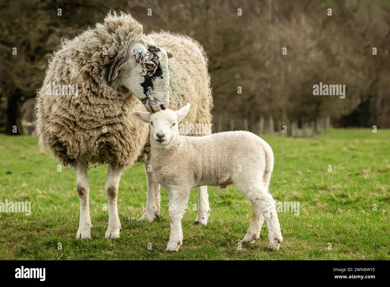 Swaledale mule ewe, or female sheep kissing her young lamb on the top ...