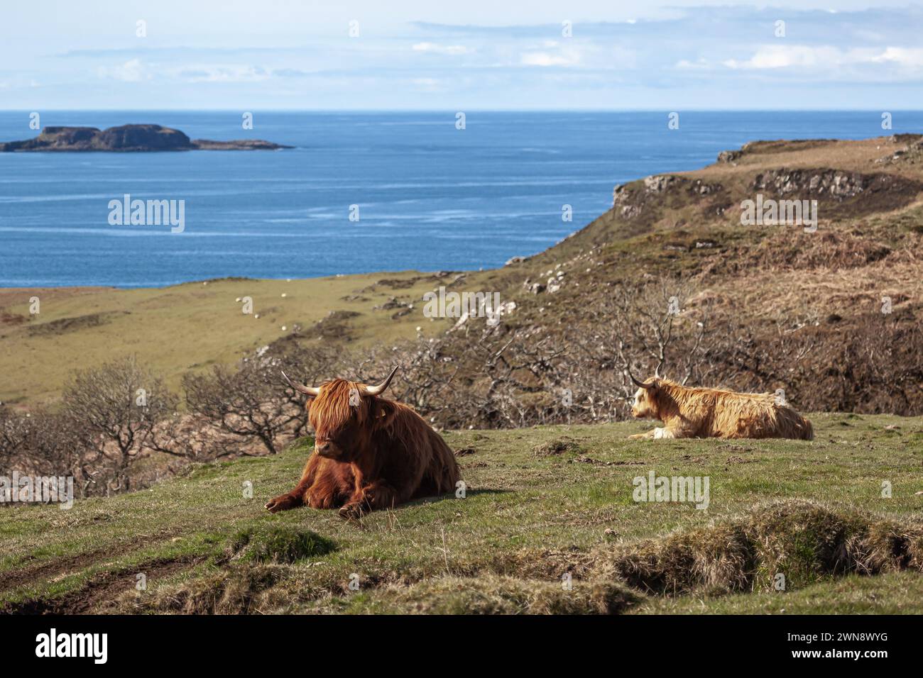 Two cows (Highland cattle) on a cliff overlooking sea and Inner ...