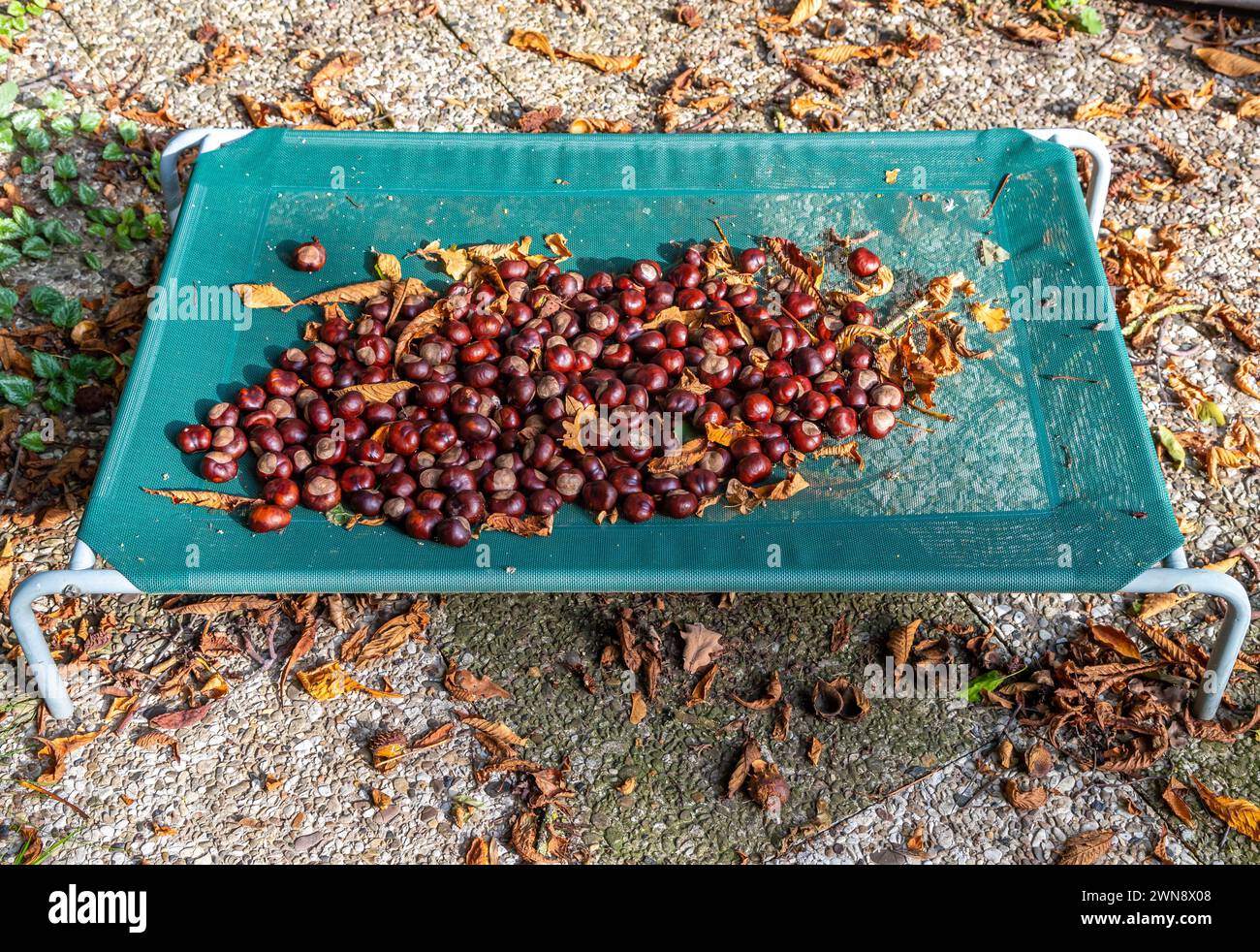 Kastanienbaum herbst hi-res stock photography and images - Alamy