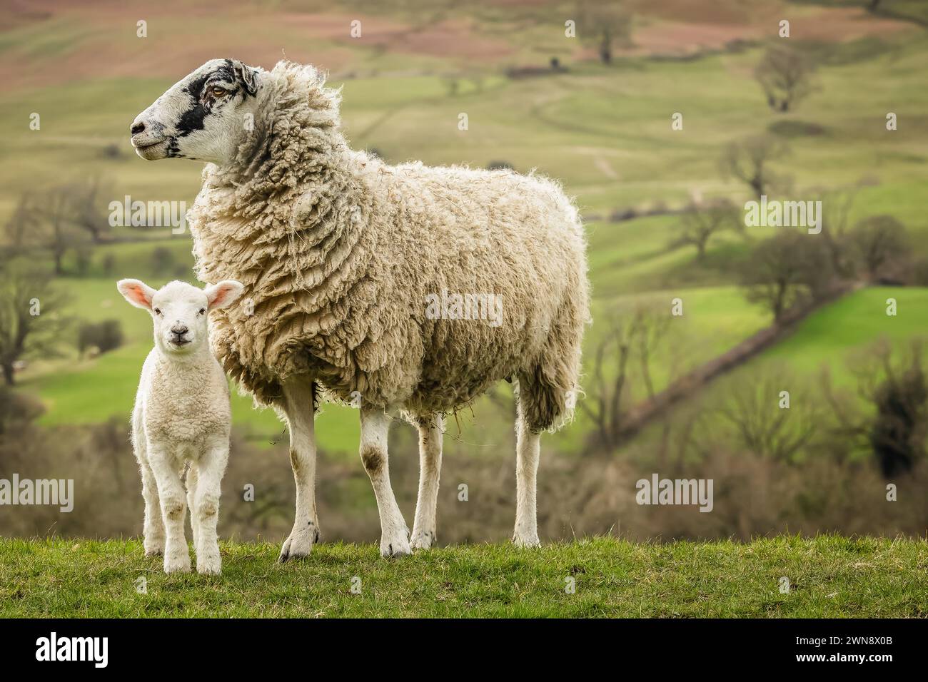 Swaledale mule ewe, or female sheep looking to the left and her young ...