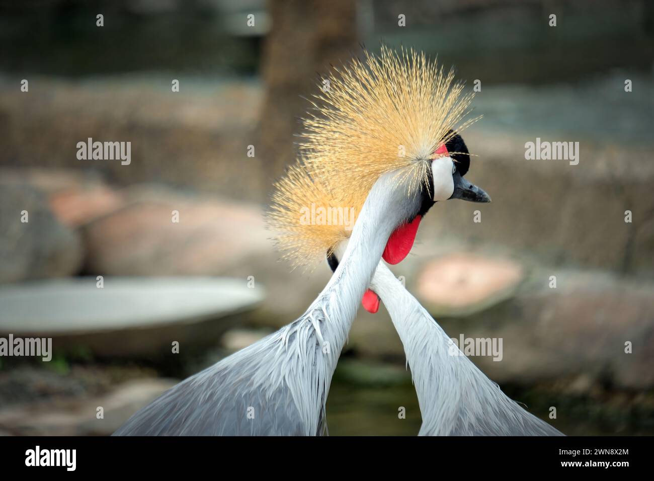 Close up couple of African crest bird Stock Photo - Alamy
