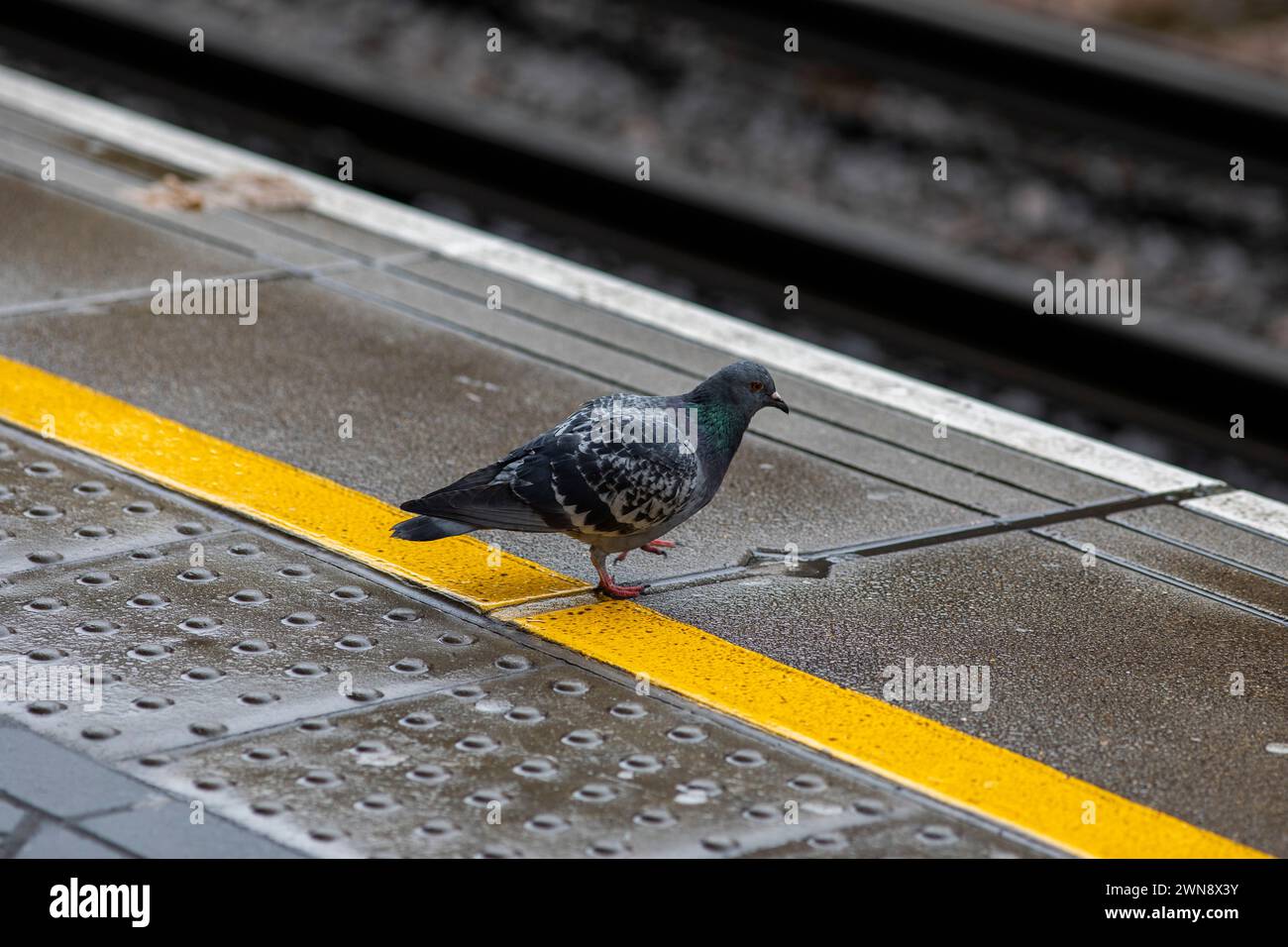 A pigeon minds the gap and walks on the platform edge at London Bridge ...