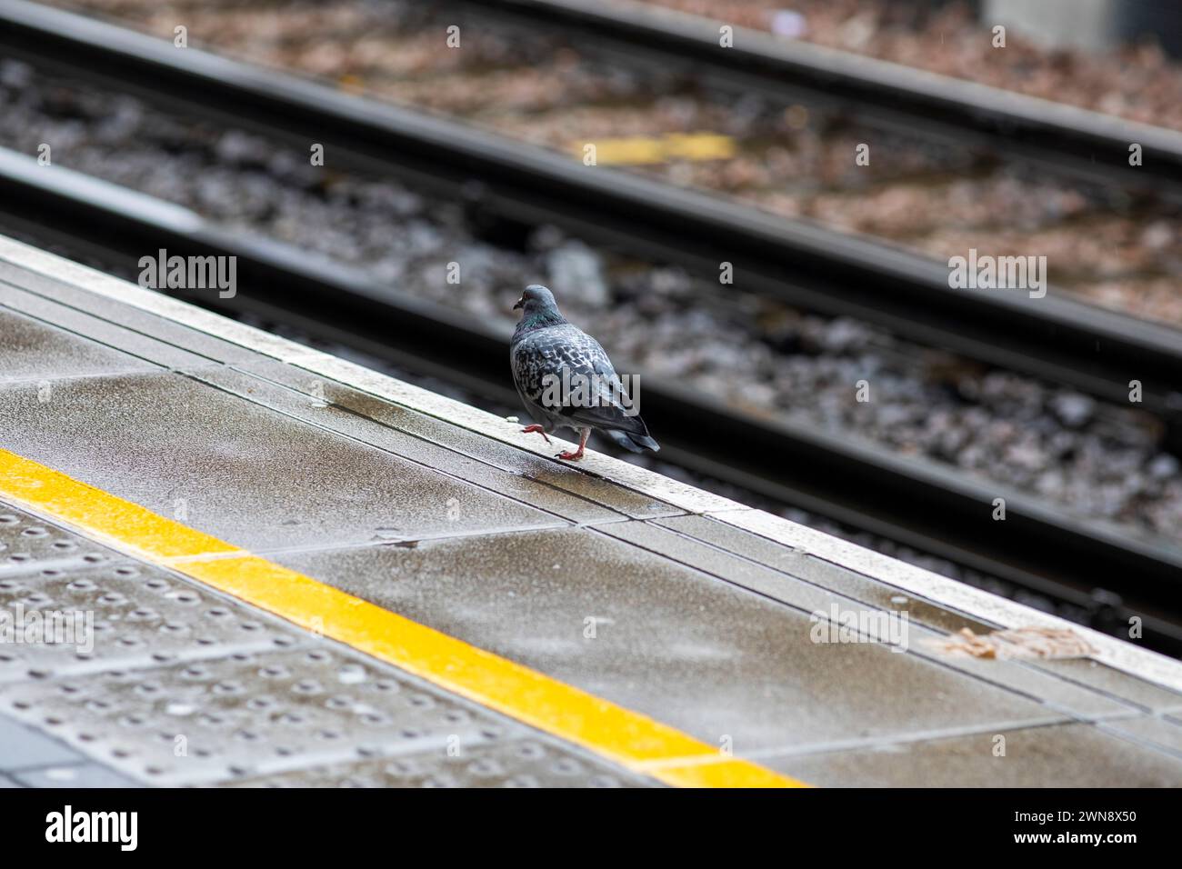 A pigeon minds the gap and walks on the platform edge at London Bridge ...