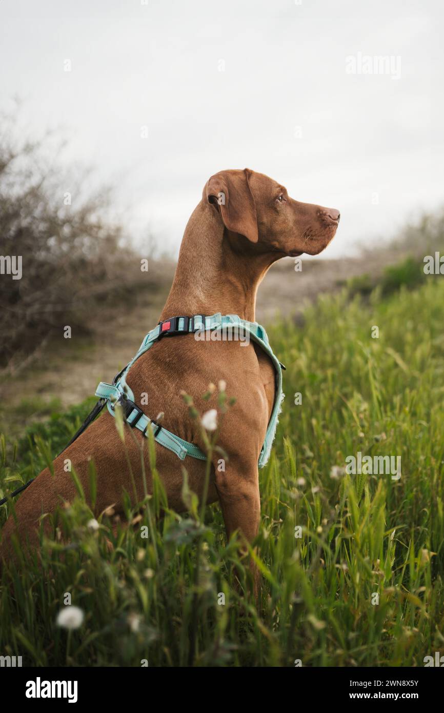 Vizsla in grass hi-res stock photography and images - Alamy
