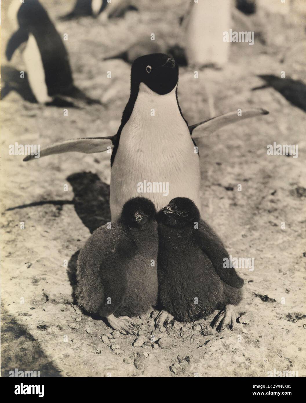 Vintage Antarctica Photograph by Herbert George Ponting circa 1911 ...