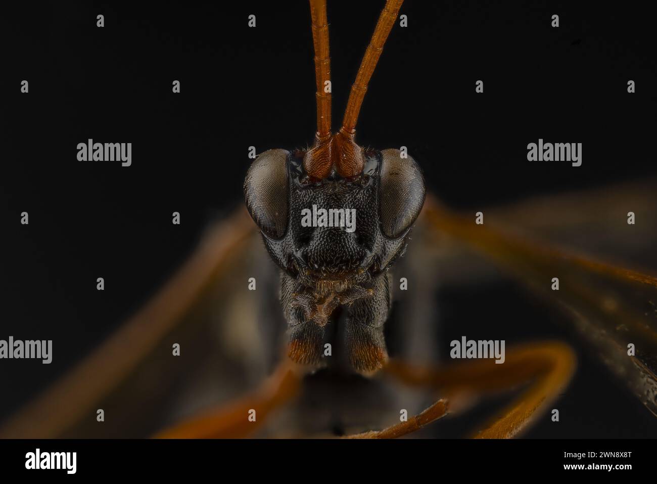 A perfect ant portrait WORCESTER PARK, ENGLAND THEY look like AI pics ...