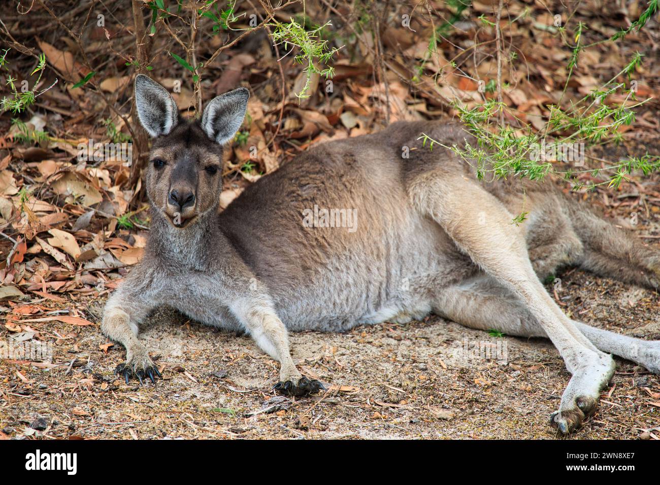 Lying kangaroo hi-res stock photography and images - Alamy